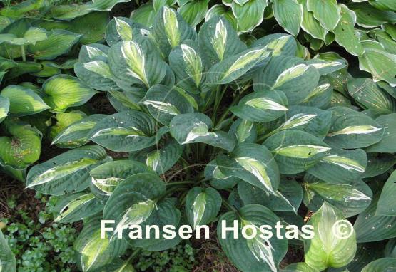 Hosta Erotica - Fransen Hostas